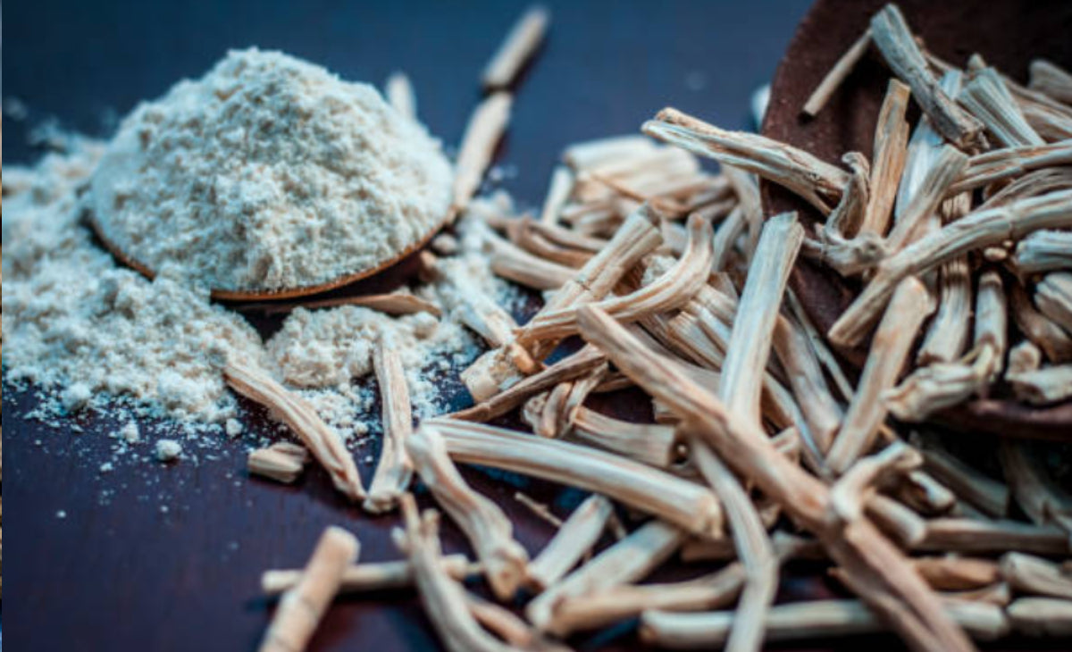 Shatavari – A Wonder Plant Used in Ayurvedic Preparations for Women ...